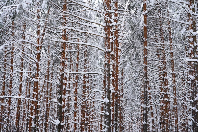 Many Pine and Spruce Trees Stand in the Forest after a Snowfall, Snow ...