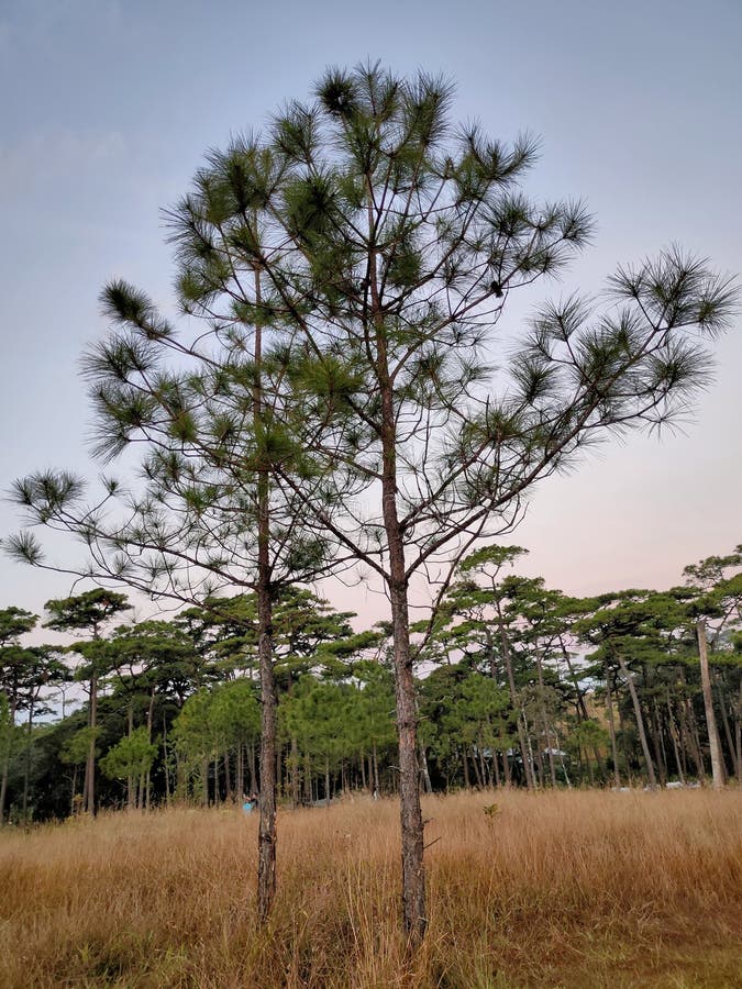 Many Pine Trees in the Forest. Stock Image - Image of european, bright ...