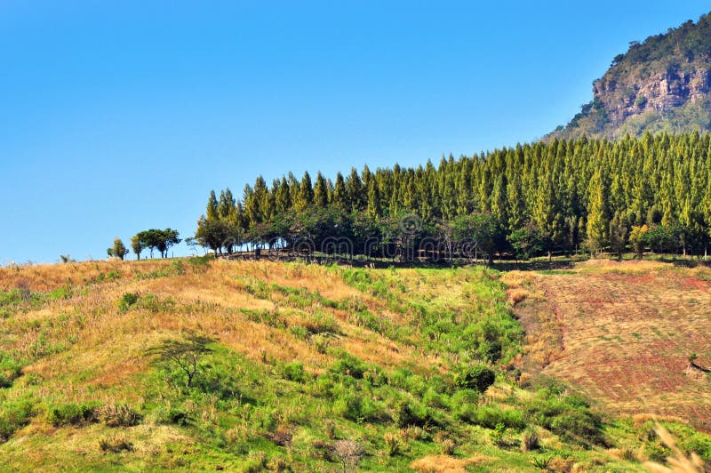 Pine trees stock photo. Image of grass, field, afternoon - 29757444