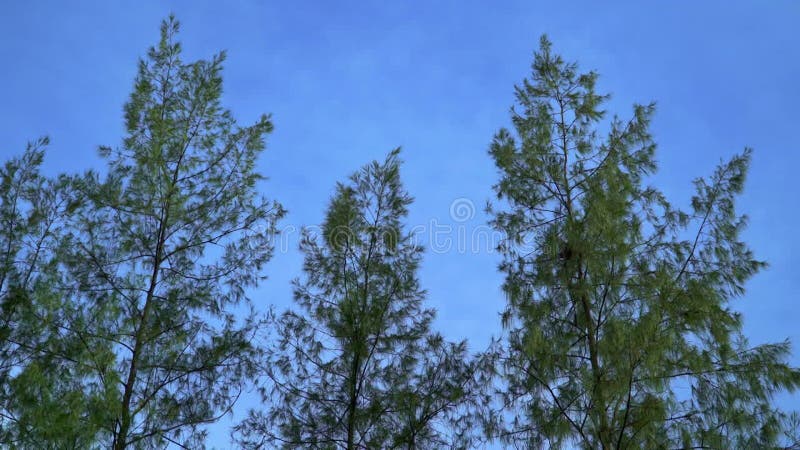 Many Pine Trees Were Swaying in the Wind. Stock Footage - Video of ...