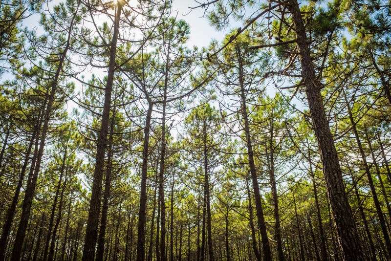 Many pinewood Trees stock photo. Image of morning, custard - 88199588