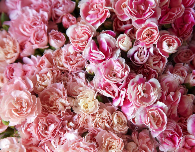 One of Many - Pink Rose Under Pink Roses Stock Image - Image of ...