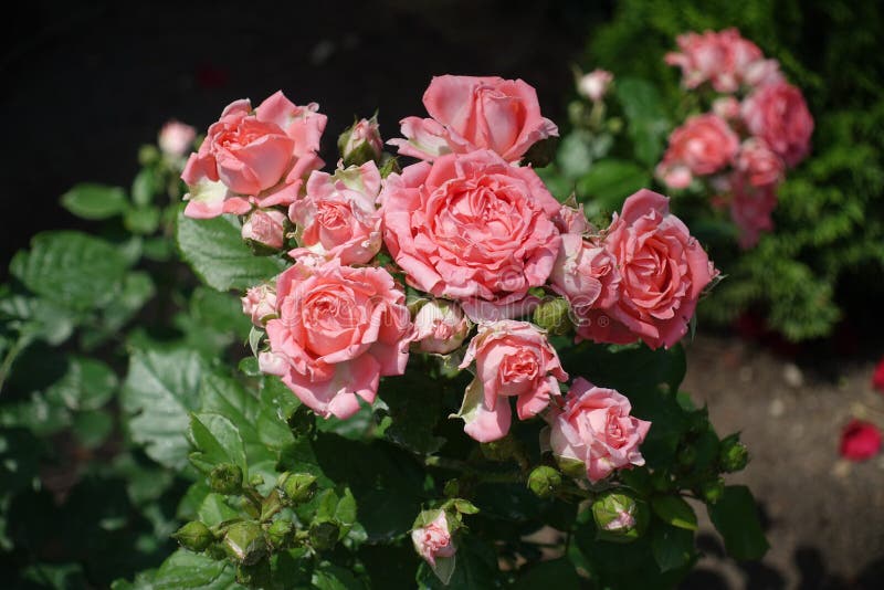 Many pink flowers of roses stock image. Image of beautiful - 217881293