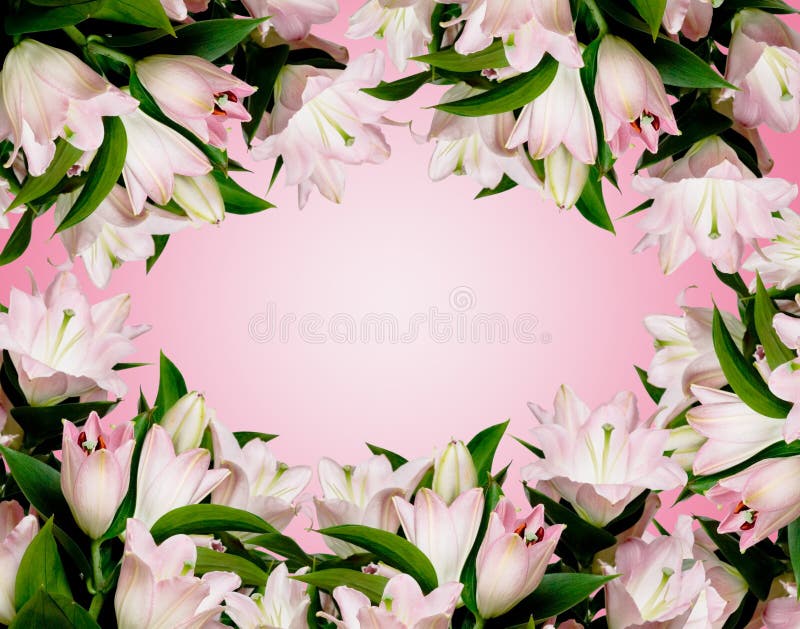 2,313 Pink Lily Border Stock Photos - Free & Royalty-Free Stock Photos ...