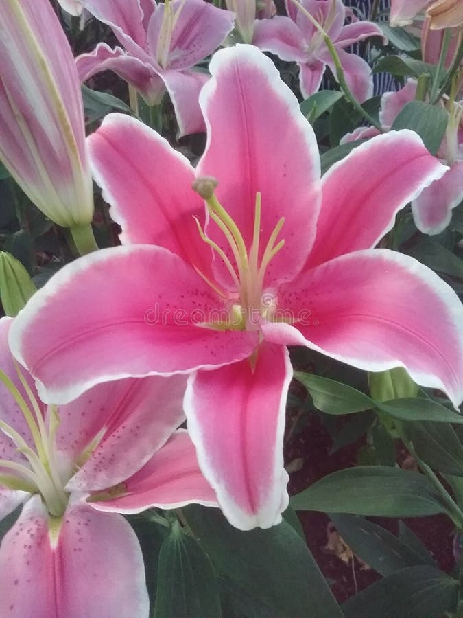 Flower stock photo. Image of pink, flower, lilium, tree - 138785926
