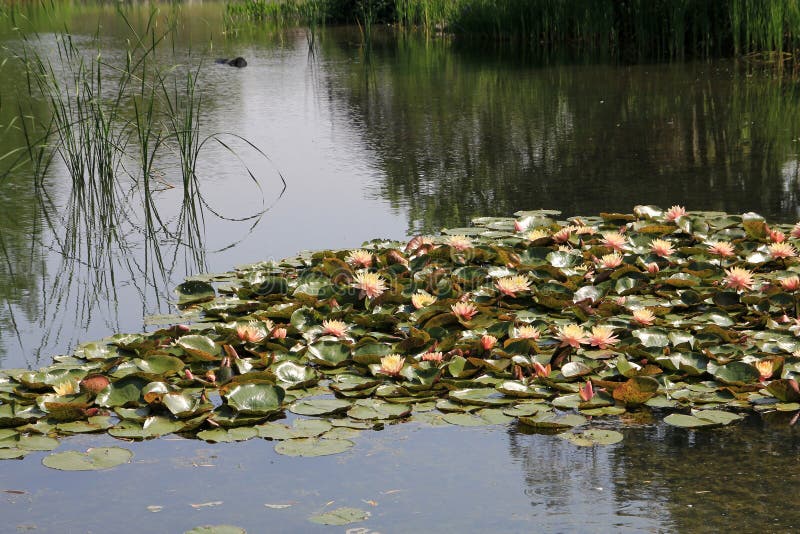 Many Pink Lotuses stock photo. Image of river, bloom - 282035730