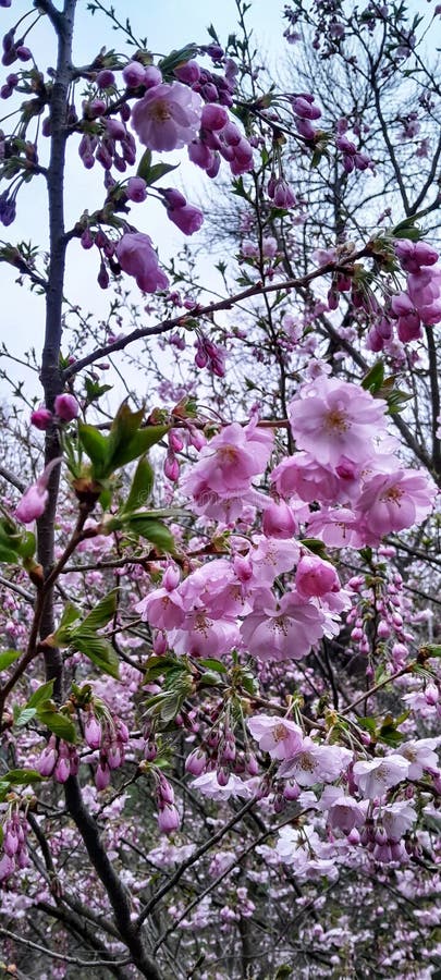 Many Pink Petal on the Tree Blooming in Spring Stock Photo - Image of ...