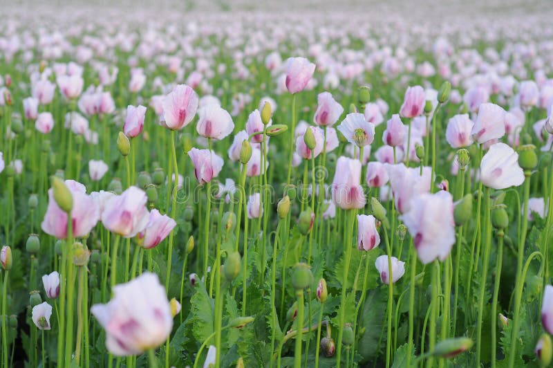 Many pink poppy flowers stock photo. Image of pink, nature - 34502750