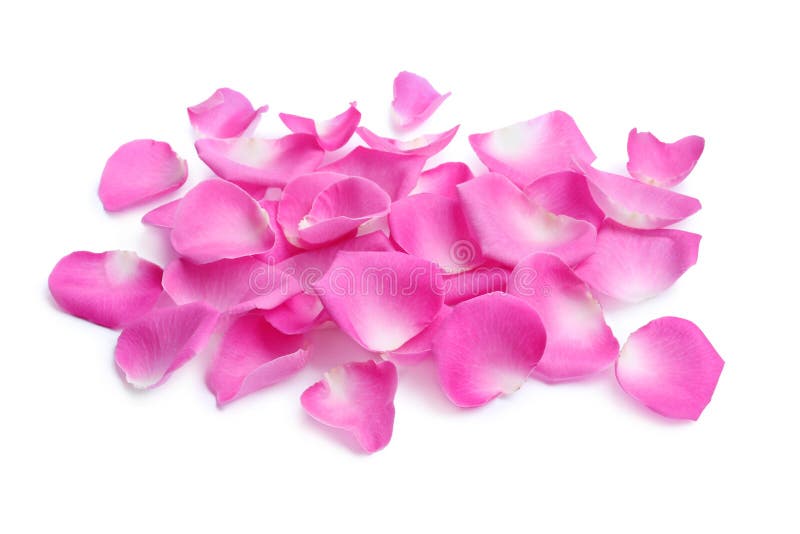 Many Pink Rose Petals on White Background Stock Image - Image of ...