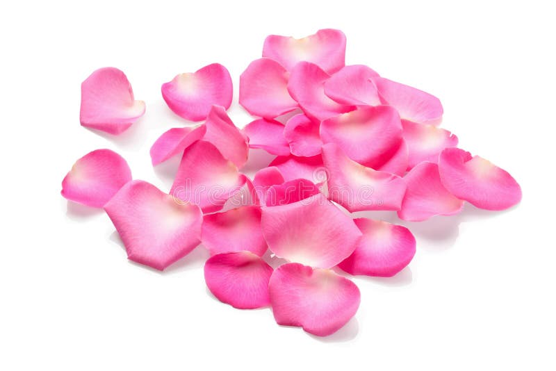 Many Pink Rose Petals on White Background Stock Photo - Image of group ...
