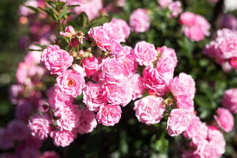 Many pink roses close-up stock photo. Image of gift - 118847366