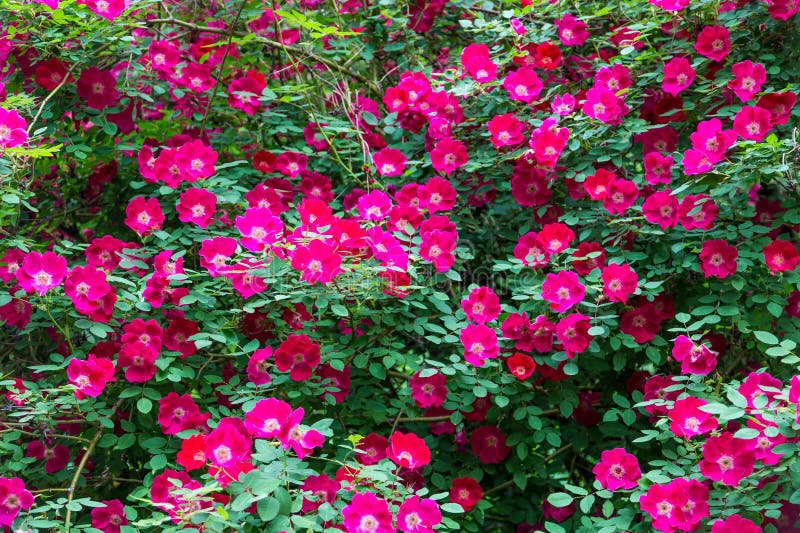 Many Pink Roses in Garden stock photo. Image of flora - 84747752