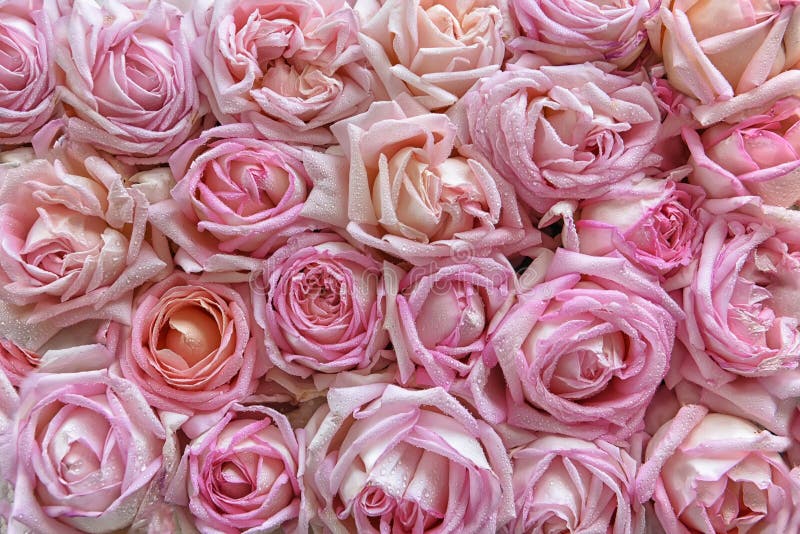 Many pink roses stock photo. Image of petals, flowering - 228958566