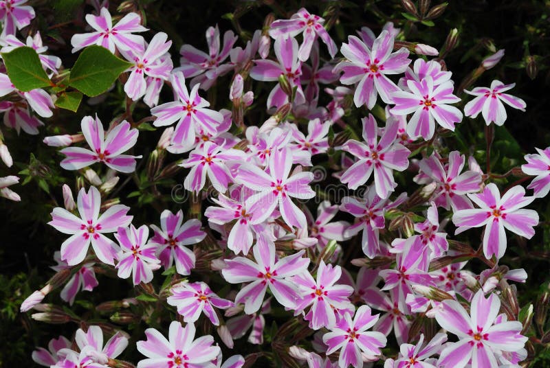 Many Pink and White Flowers Stock Photo - Image of green, background ...