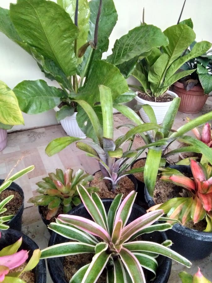 Many plan in the garden stock photo. Image of plant - 262267920