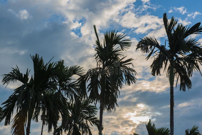 Many Plant Palm Trees in the Garden in the Morning . Stock Photo ...