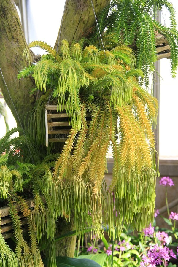 Many plant selling stock image. Image of centre, display - 34537719