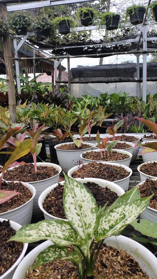 Many plants for sale stock photo. Image of shrub, food - 222091098