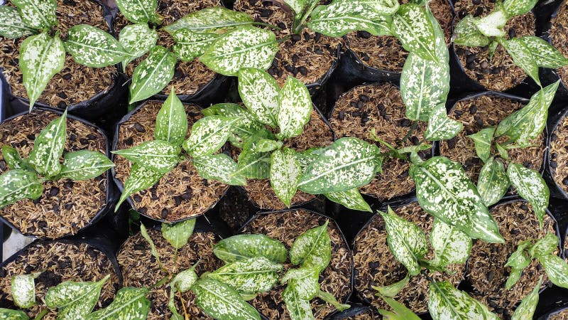 Many plants for sale stock image. Image of wildflower - 222091123