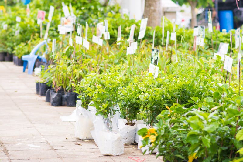 So Many Plants in Tree Market Stock Image - Image of grow, market: 56154579