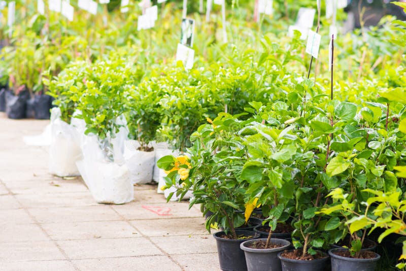 So Many Plants in Tree Market Stock Image - Image of market, garden ...