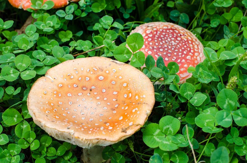 Many Red Poisonous Mushrooms on the Ground in the Grass. Stock Photo ... Many Red Poisonous Mushrooms on the Ground in the Grass. Stock Photo ...