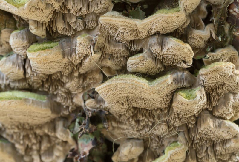 Many Polypores Growing on Wood Stock Photo - Image of polypore, color ...