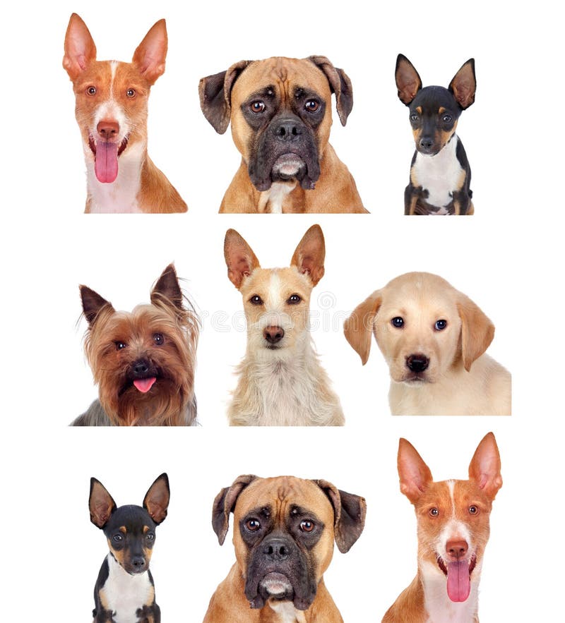 Collage with many dogs stock photo. Image of purebred - 42150522