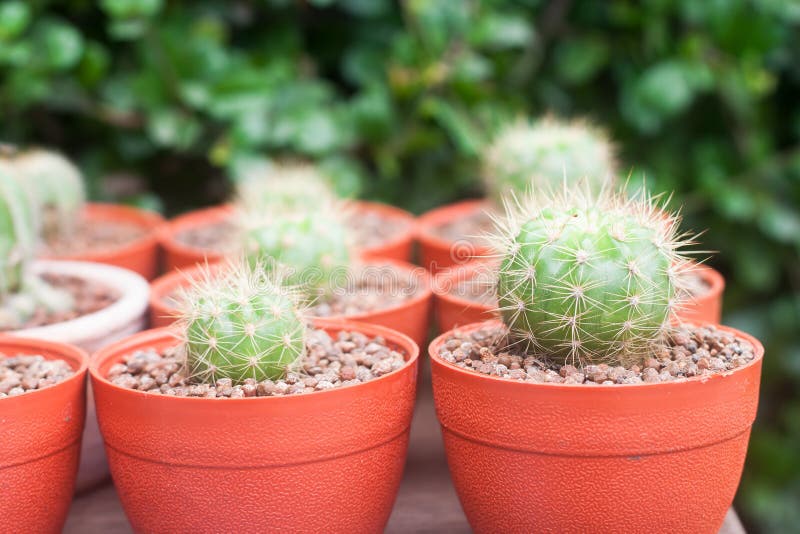 Many pots of cactus plants stock image. Image of focus - 58850101
