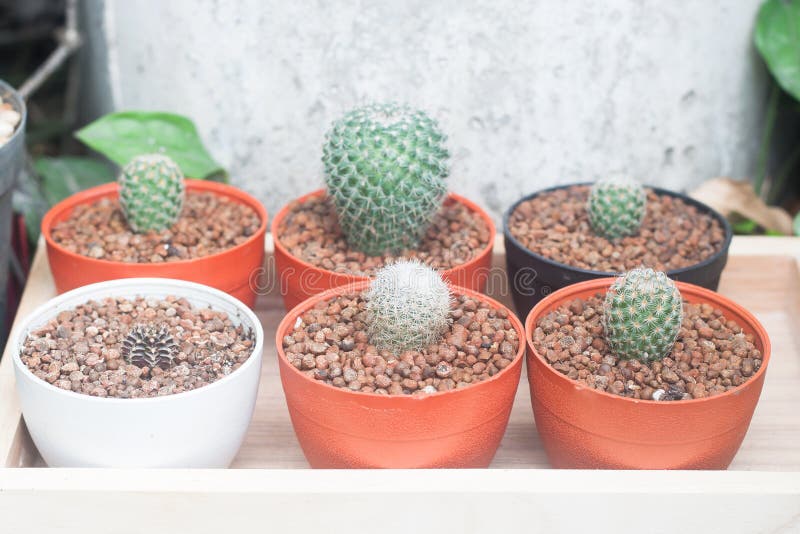 Many pots of cactus plants stock image. Image of floral - 58851297
