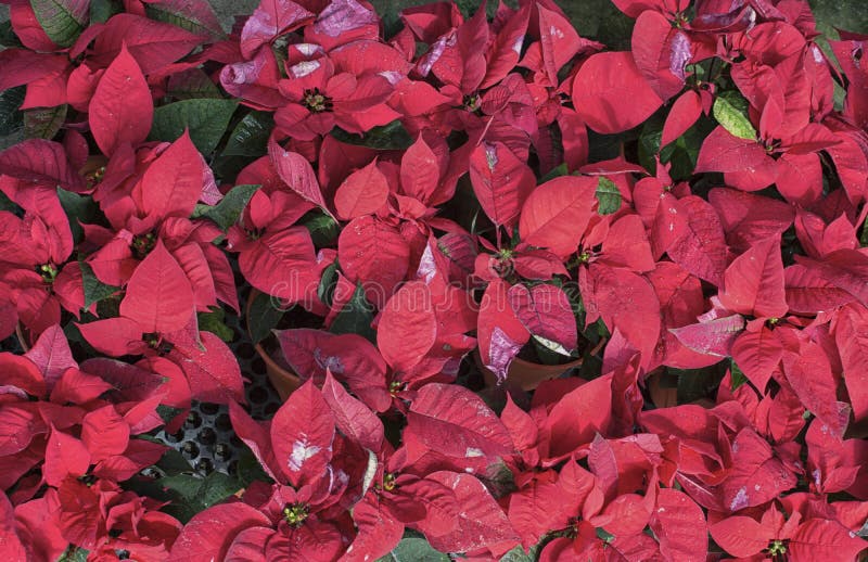 Many Pots of Red Poinsettia Flower Stock Image - Image of leaf, flora ...