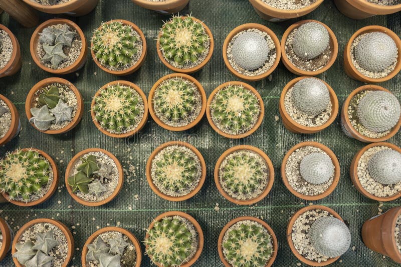 Many Potted Cacti in the Shop Stock Image - Image of fresh, focus ...