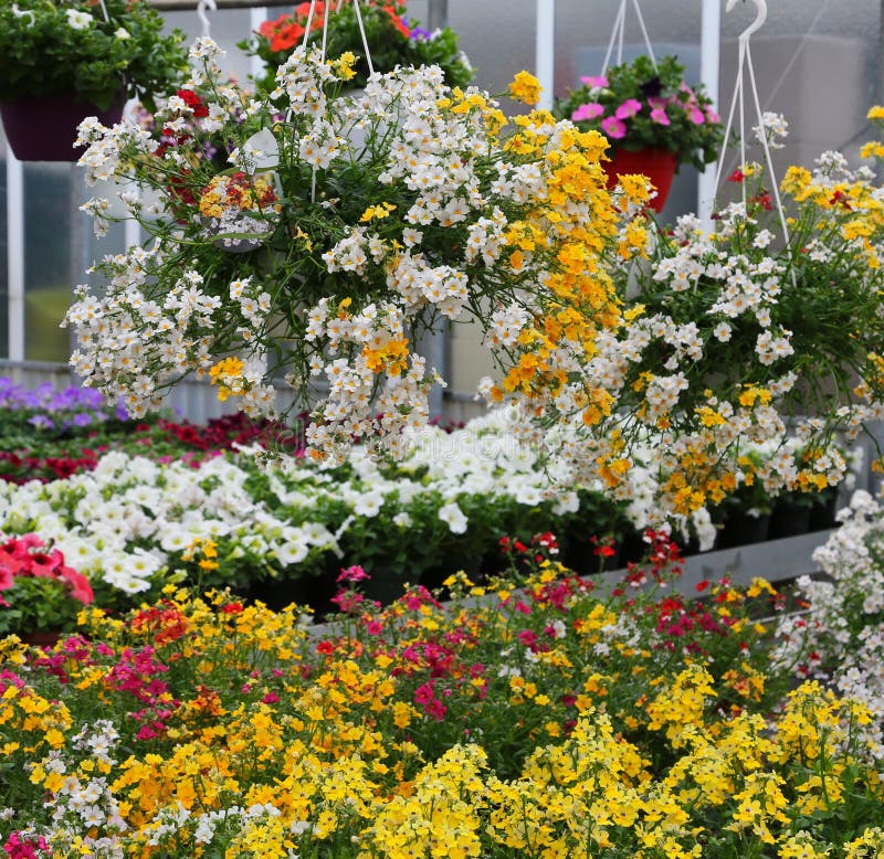 Many Potted Flowers Inside a Large Greenhouse in Spring Stock Photo ...