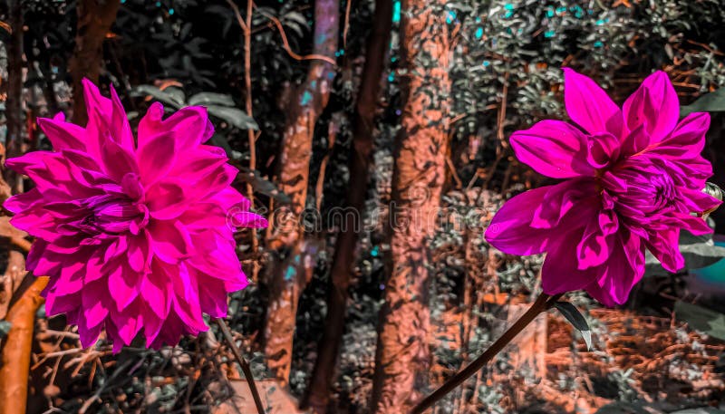 Many Pretty Two Rose Flowers Stock Photo - Image of lake, organic ...