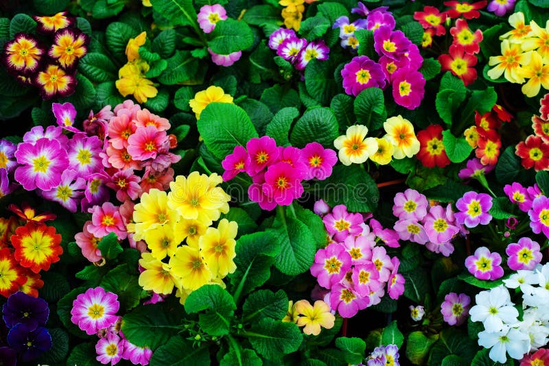 Many Primrose Flowers in Different Colors and Sizes. Flat Lay Frame ...