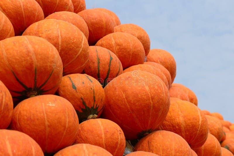 Many pumpkin stock photo. Image of mini, gourd, beauty - 36819112