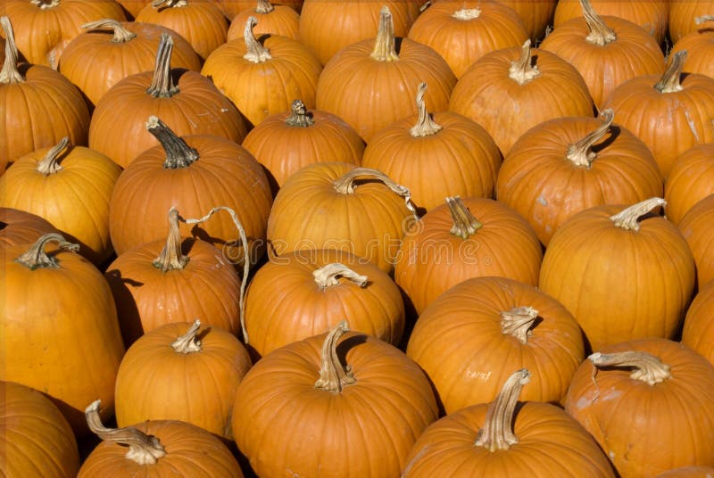 Many Pumpkins stock image. Image of outdoors, festive - 11209275