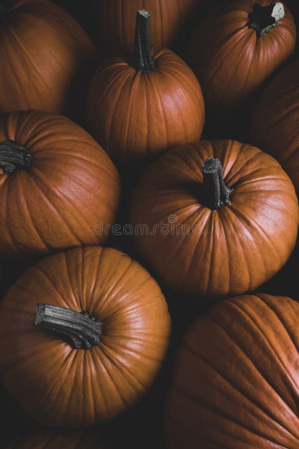 Pumpkins background stock image. Image of season, garden - 34148025