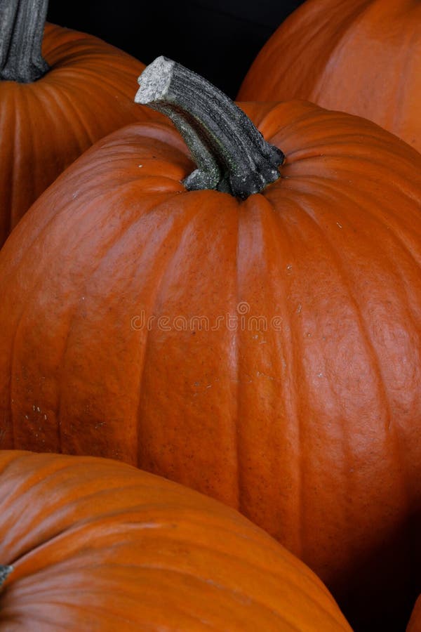 Many Pumpkins on a Farmers Market Stock Photo - Image of farmers ...