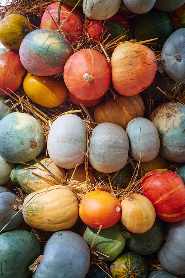 Many Pumpkins on the fair stock image. Image of material - 85825353