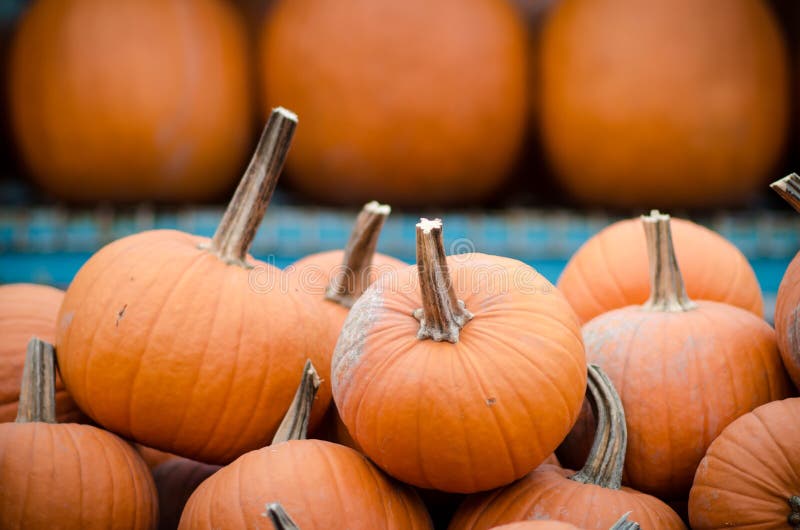 Many Pumpkins on a Farmers Market Stock Photo - Image of farmers ...