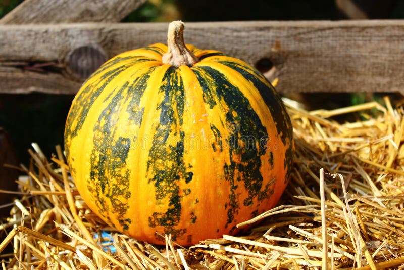 Many pumpkins stock image. Image of plant, pumpkins - 138629619