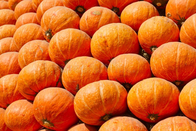 Many of the pumpkins stock photo. Image of holiday, country - 44529986