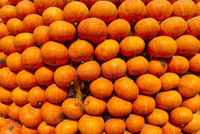 Many of the pumpkins stock photo. Image of background - 44530586