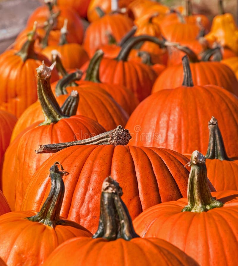 Many Pumpkins on a Farmers Market Stock Photo - Image of farmers ...