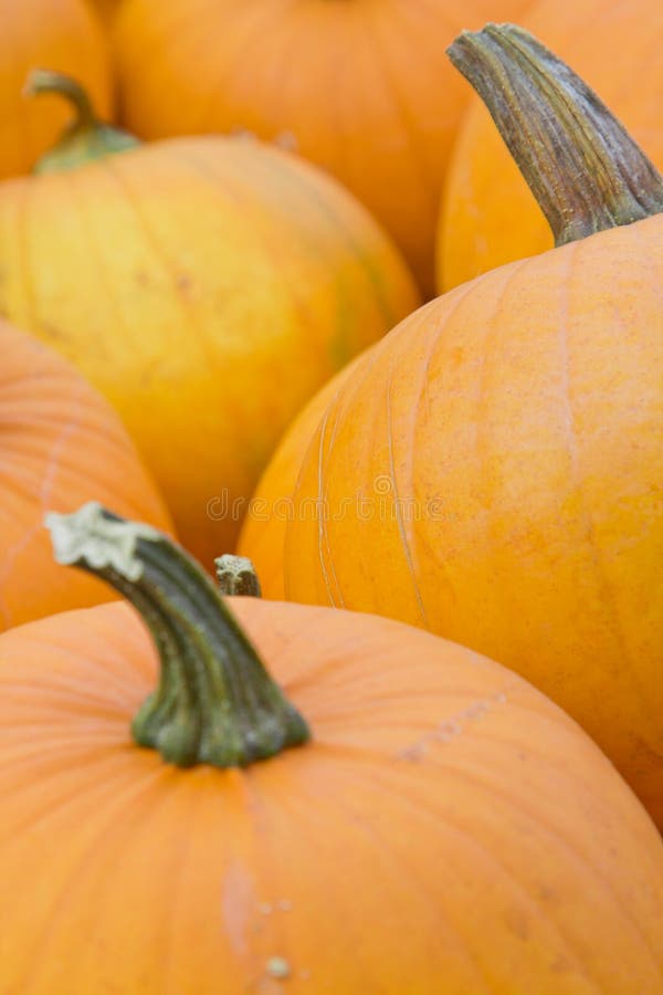 Pumpkin stock photo. Image of crop, food, decoration - 30299980