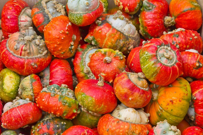 Pumpkin stock image. Image of halloween, november, october - 30300261