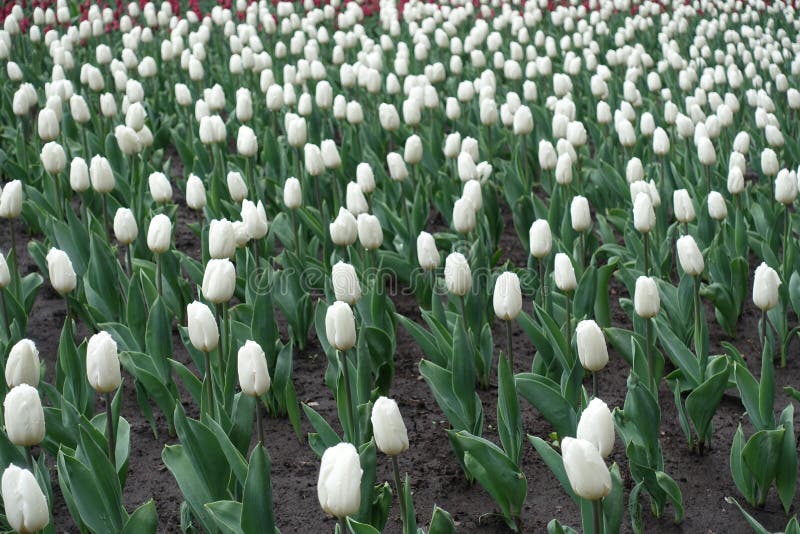 Many Pure White Flowers of Tulips Stock Photo - Image of ornamental ...