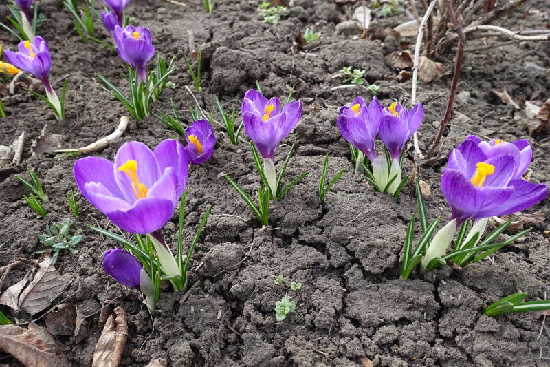 Many Purple Flowers of Crocuses Stock Image - Image of florescence ...