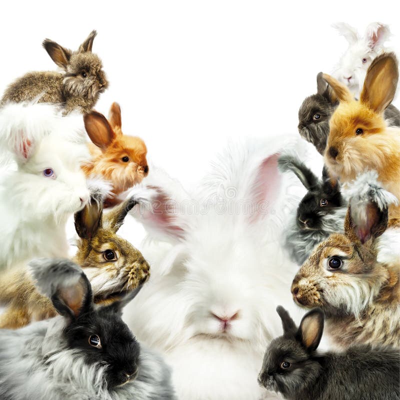 Many Rabbits of Different Colors, Isolate White, Postcard, Vertically ...
